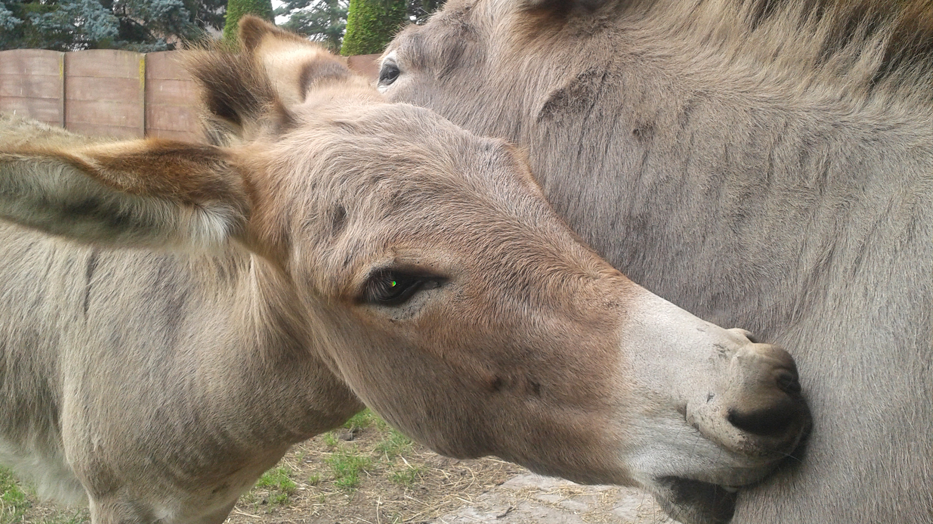 ‘T gEZELschap – Ezelboerderij ’t Gezelschap – Activiteiten met ezels